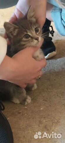 Котёнок