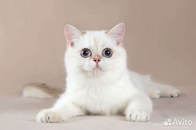 Мальчик золотая британская шиншилла колор поинт