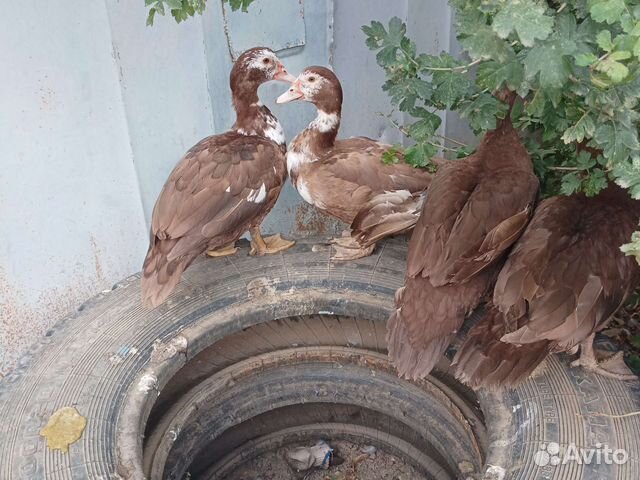 Индоутята подростки