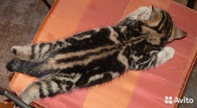 Британский мраморный котик