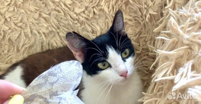 Поющий котёнок Люси