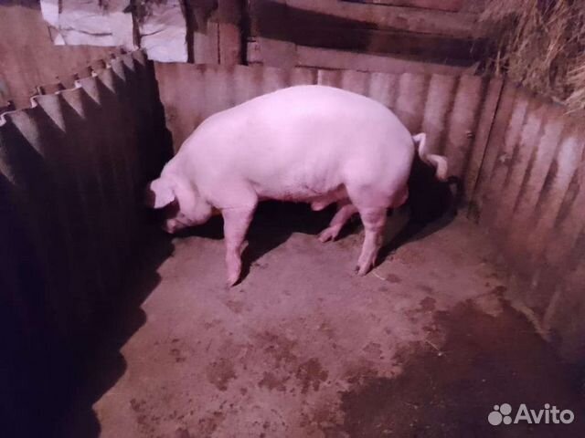 Продам хряка на племя. Порода белая крупная+sm