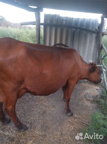 Корова дойная