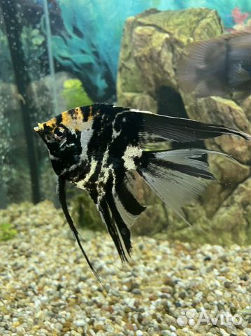 Мраморные скалярии