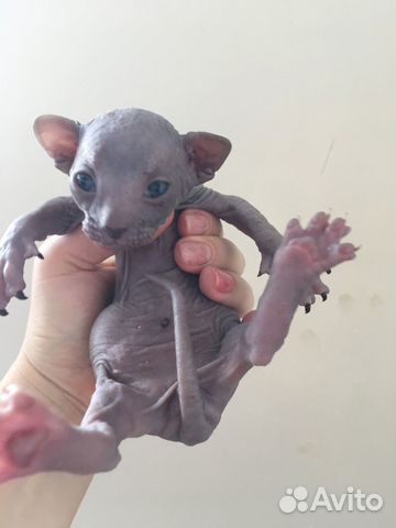 Донской сфинкс браш котята