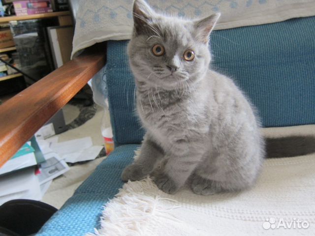 Британские котёнок