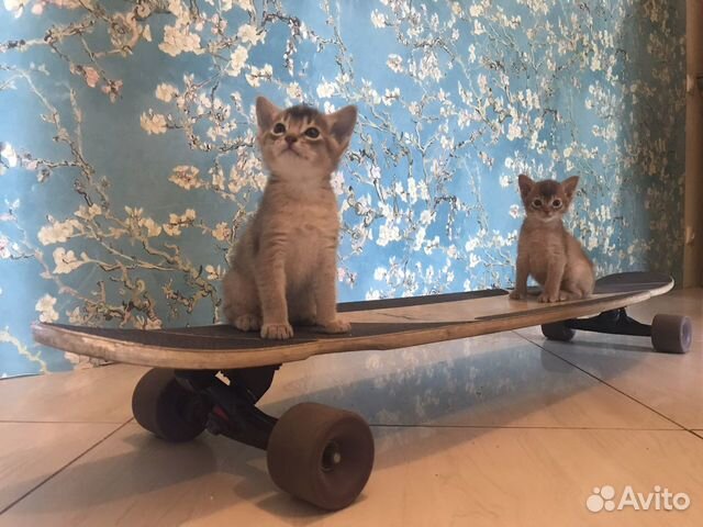 Абиссинские котики