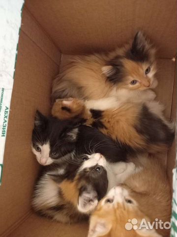 Котята в добрые руки