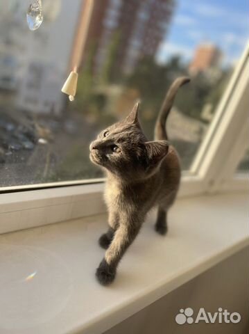 Котёнок в любящие руки