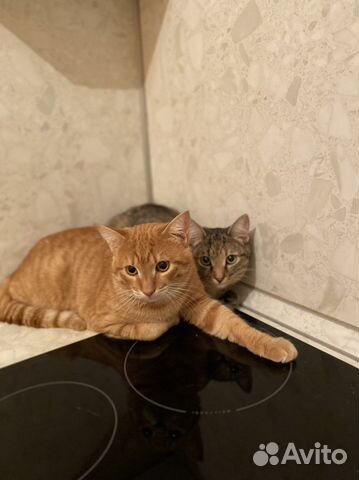 Котик с сестричкой