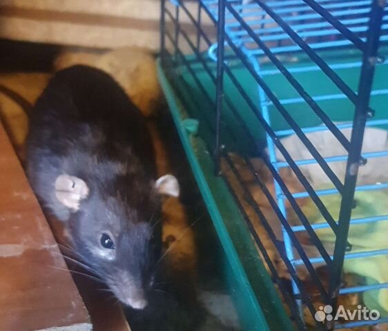 Декоративная домашняя крыса с клеткой