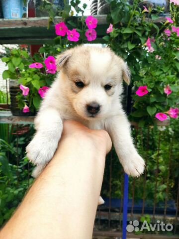 Продам щенка хаски