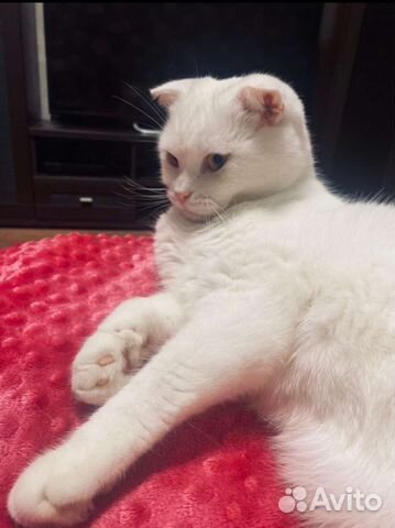 Чистокровный Британец Бесплатно