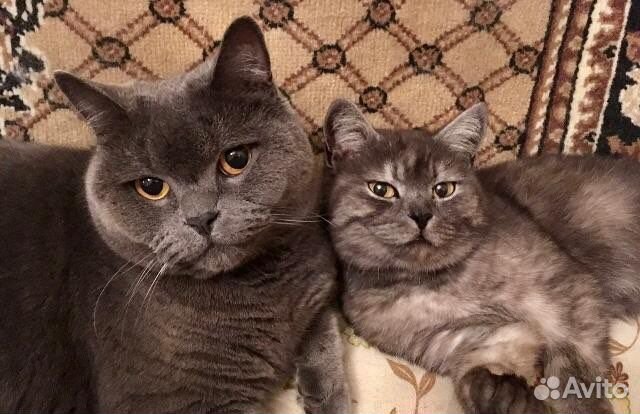 Отдам котиков британец
