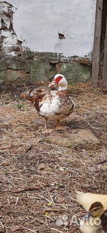 Индоутка с утятами