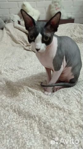 Канадский сфинкс