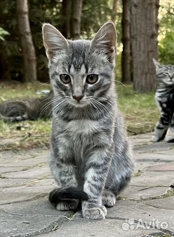 Котенок 3 месяца