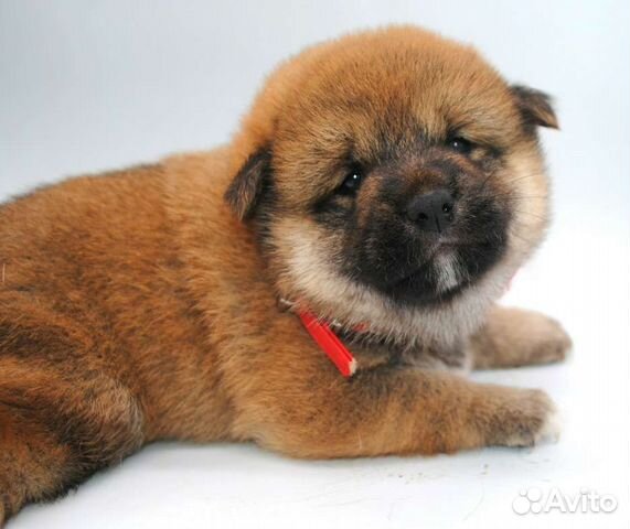 Сиба-ину. Наша Красотка