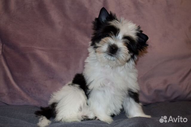 Бивер, цветной йорк, биро, шоколадный йорк, йорки