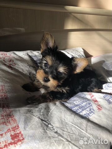 Йоркширский терьер щеночки