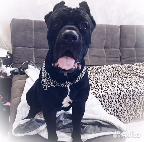 Кобель cane corso