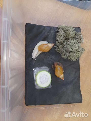 Улитки ахатины с контейнером