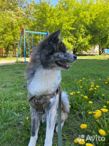 Японская акита ину