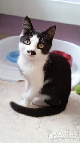 Котёнок-мальчик 2,5 мес