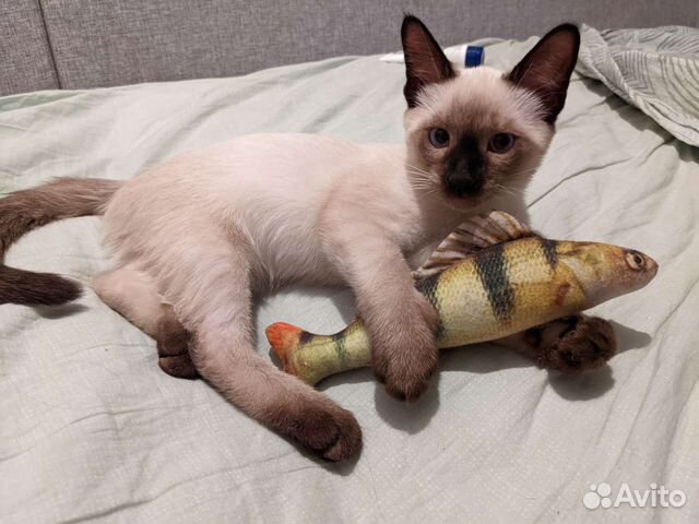 Сиамский котенок 3,5 месяца