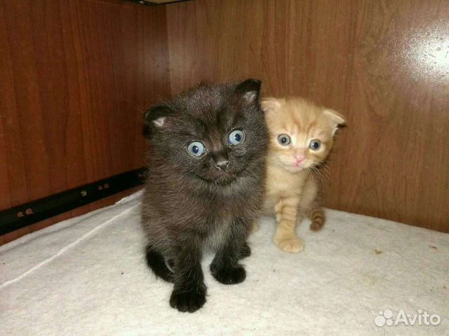 Котята шотландцы вислоухие