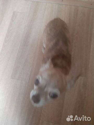 Чихуахуа отдам с эпилепсией