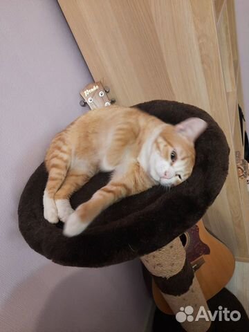 Кошка и котята в дар