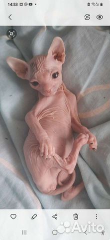 Канадский сфинкс эльф котенок