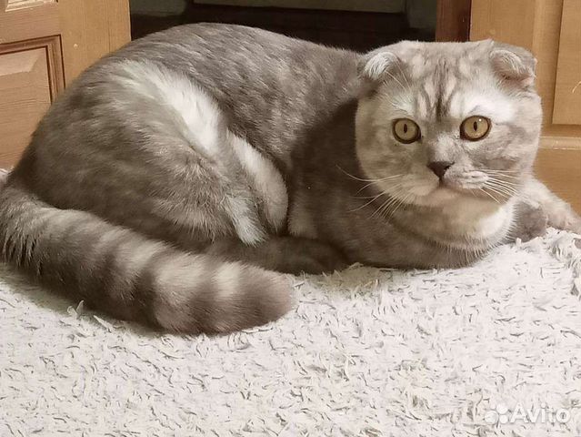 Шотландский кот вязка
