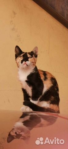 Котенок-девочка