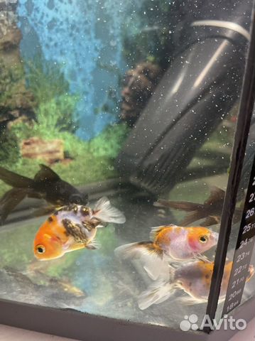 Золотая рыбка телескоп