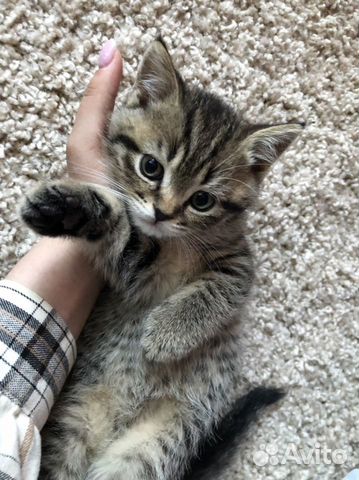 Шотландские котята