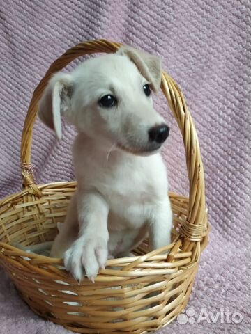 Бэлла - нежное белое облачко