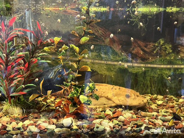 Аквариумные рыбки сомики