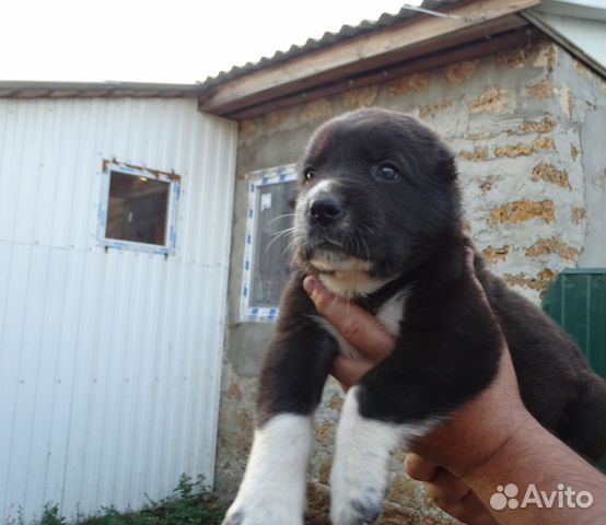 Девочка сао