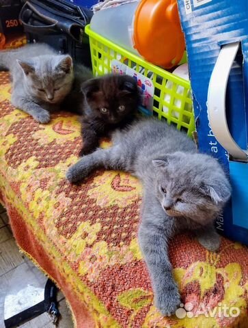 Британские котята