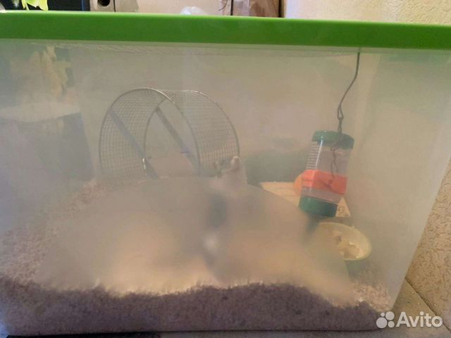 Песчанки с контейнером