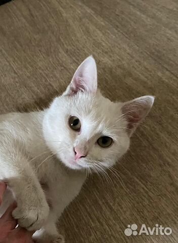 Кошка в дар