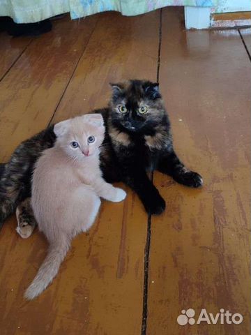 Шотландский вислоухий котенок мальчик