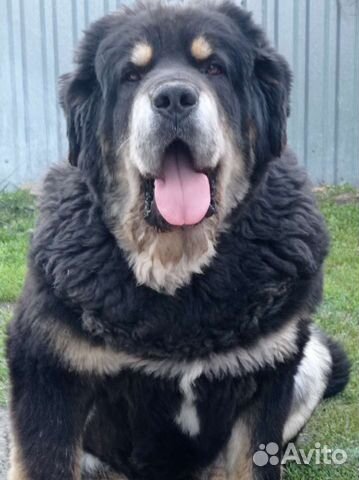 Тибетский мастиф вязка