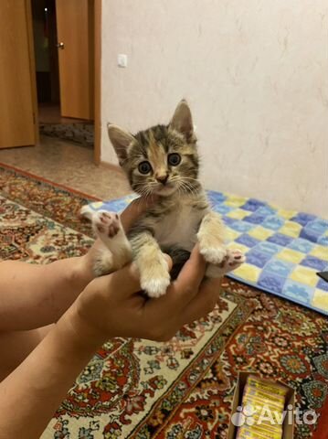 Котенок