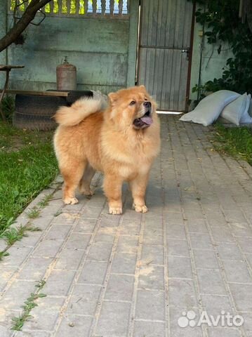 Чау-чау девочка