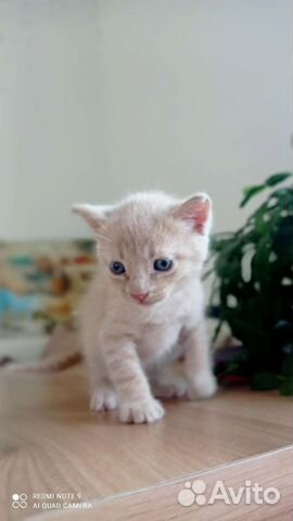 Котенок в дар бесплатно
