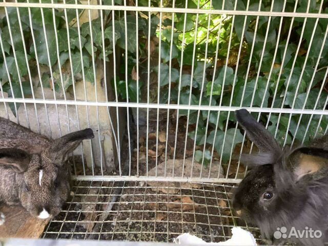 Декоративные кролики