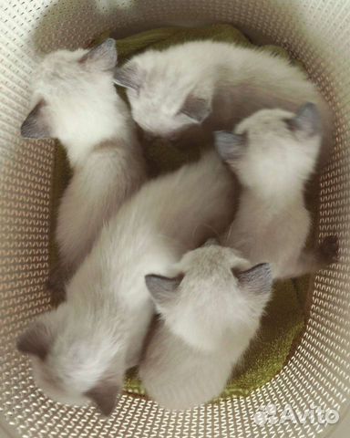 Котята Меконги